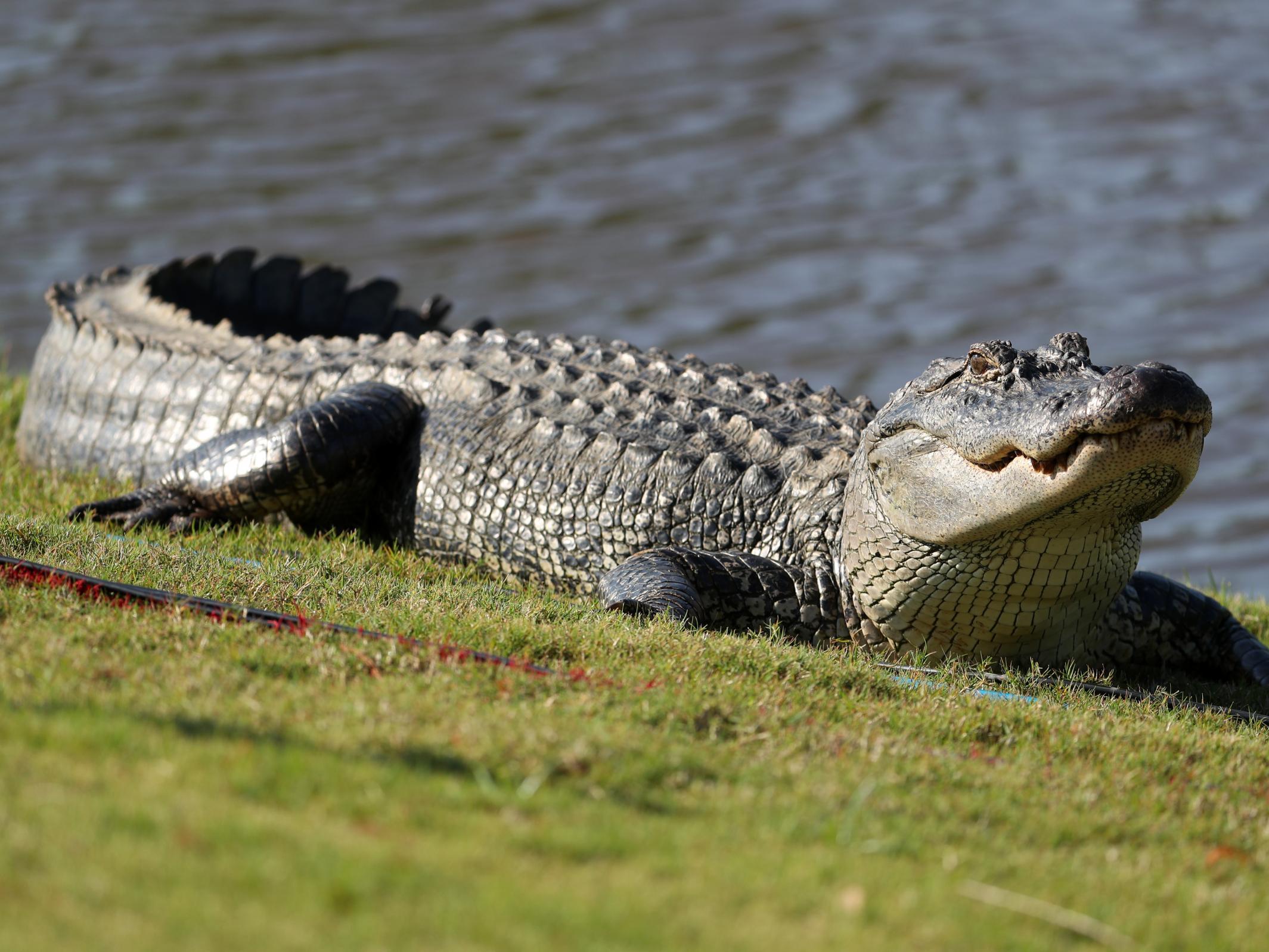 Woman Killed By Alligator After Trying To Take Pictures And Touch