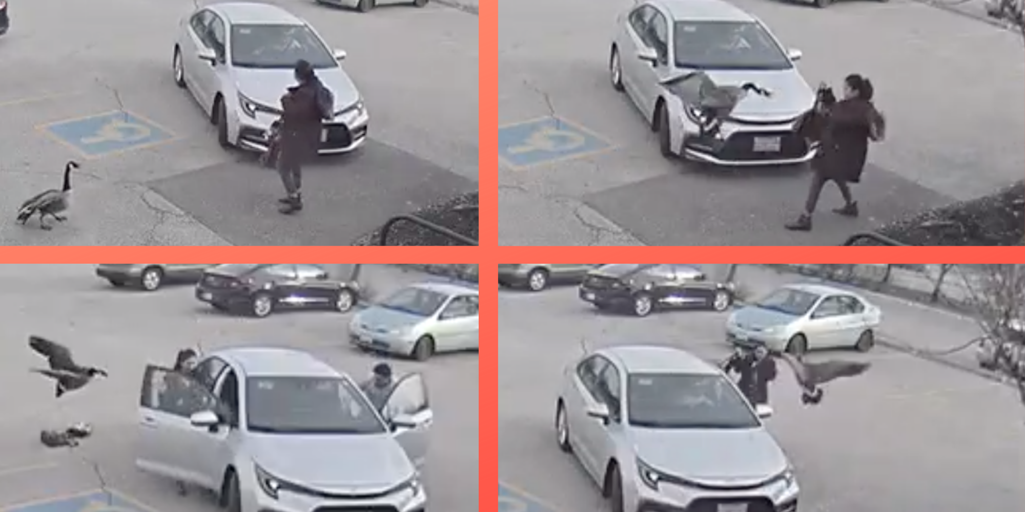 Viral video shows goose chasing a woman around a parking lot | indy100 ...