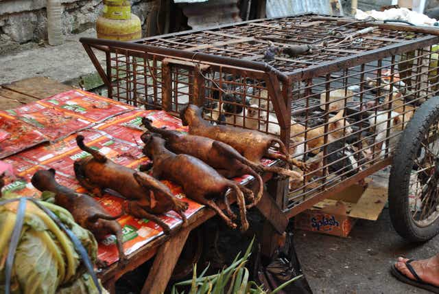 cat meat - latest news, breaking stories and comment - The Independent