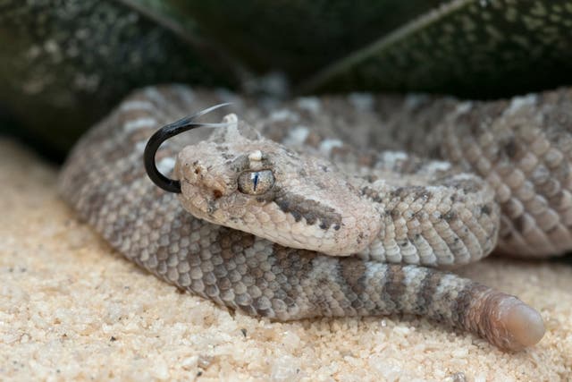 ‘Monty’s a good snake, aren’t you?’: Is the way pythons control their ...