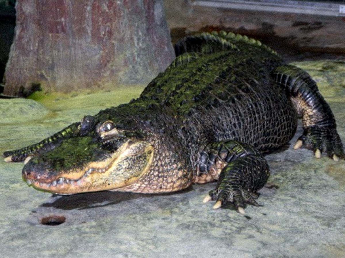 'Hitler's alligator' dies in Moscow at age of 84 | The Independent ...