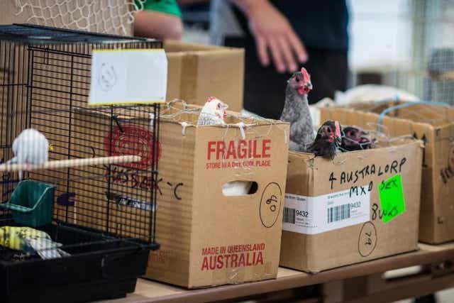 wet markets - latest news, breaking stories and comment - The Independent