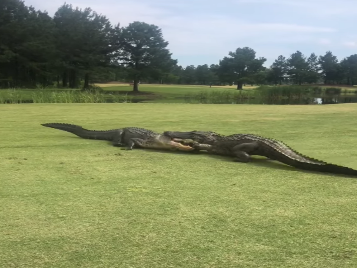 Golfer films two alligators fighting on the 18th hole of South Carolina ...