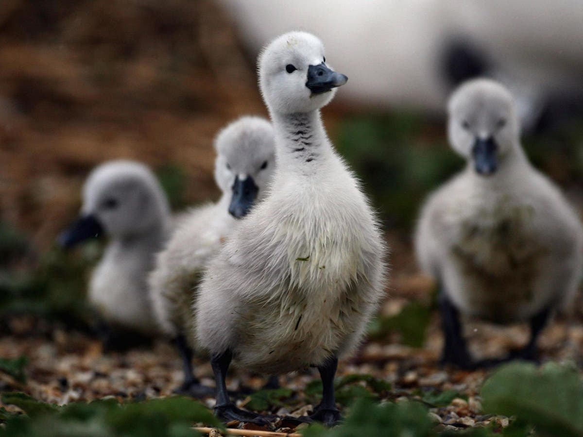 Springwatch is a green jewel in the BBC’s crown | The Independent | The ...