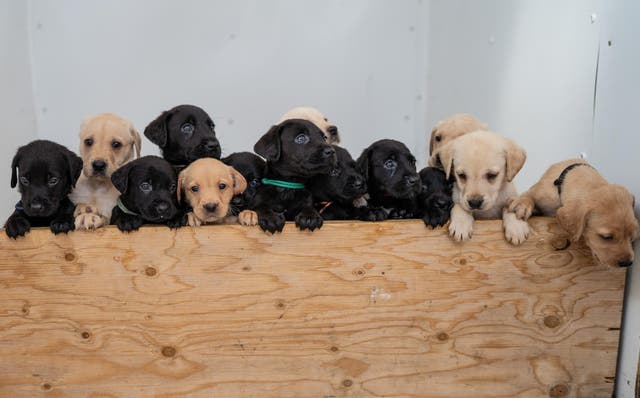 Labrador gives birth to 14 puppies, ‘one of the biggest litters ever ...