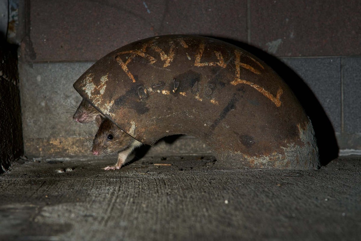 Coronavirus: Starving cannibal rats in search of new food sources ...