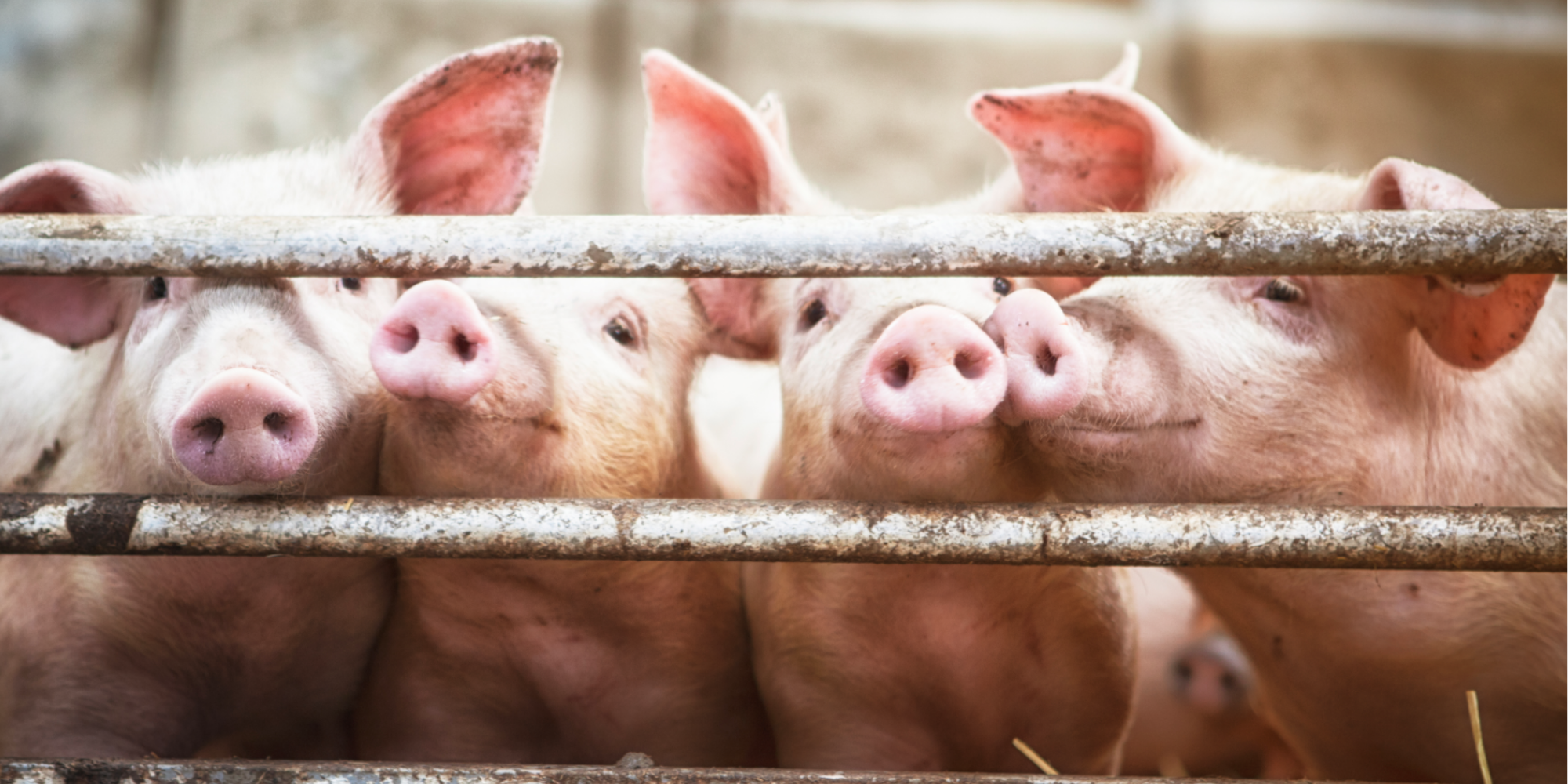 Thousands of pigs roasted alive in gruesome ‘mass extermination’ at ...