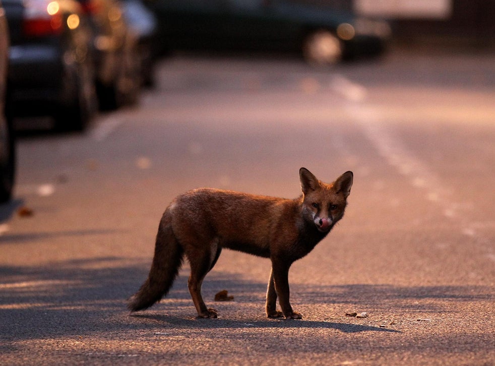 Urban foxes are growing more ‘similar to domesticated dogs’, research ...