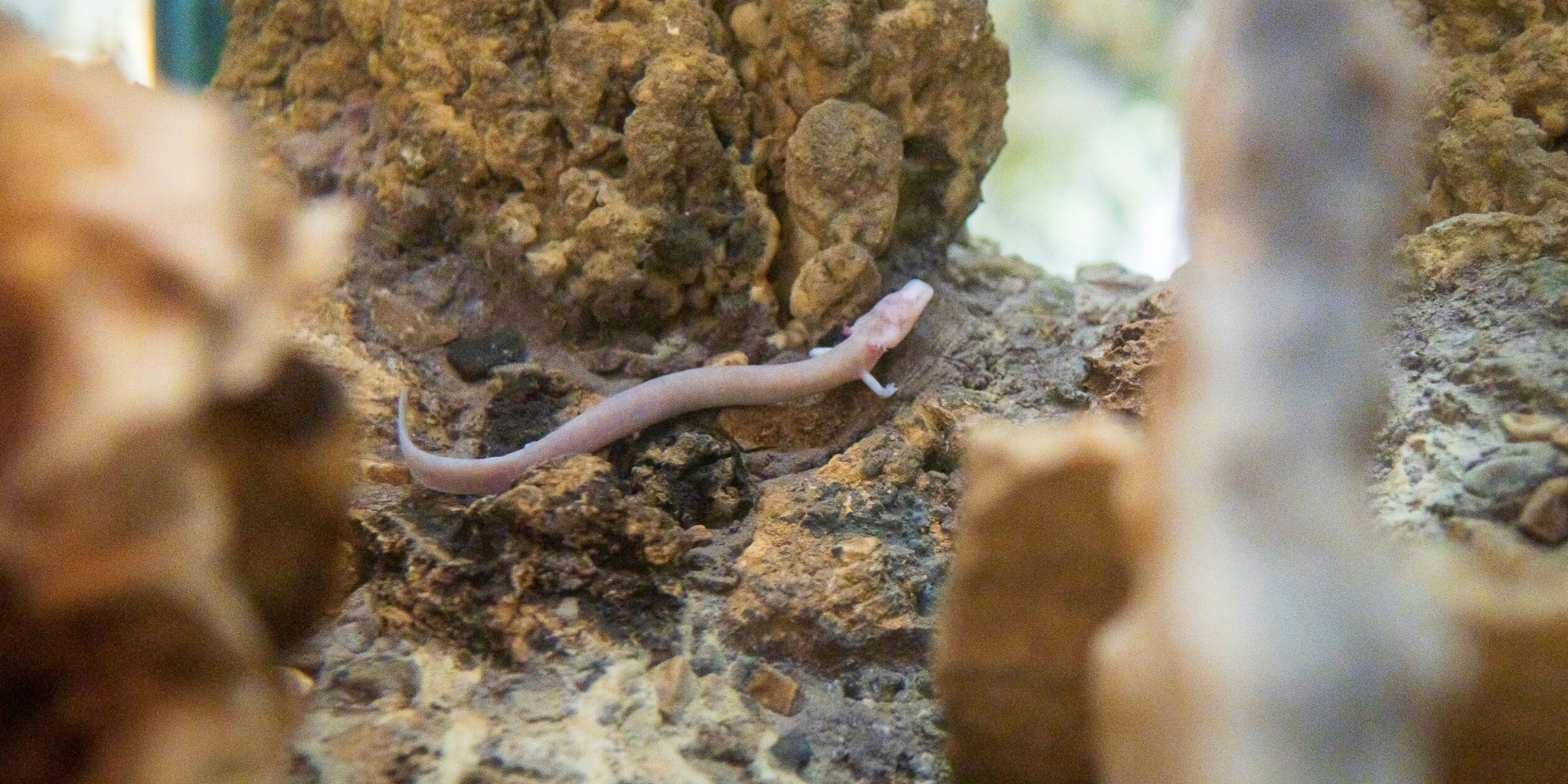 Baby dragons hatched in a Slovenian cave will go on display for the ...