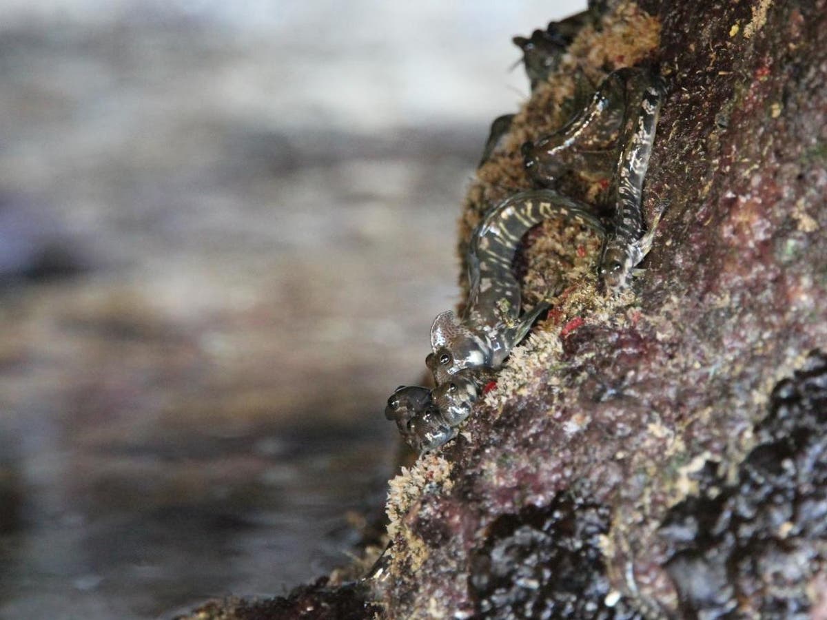 Fish out of water: Scientists reveal how blennies adapt to life on land ...
