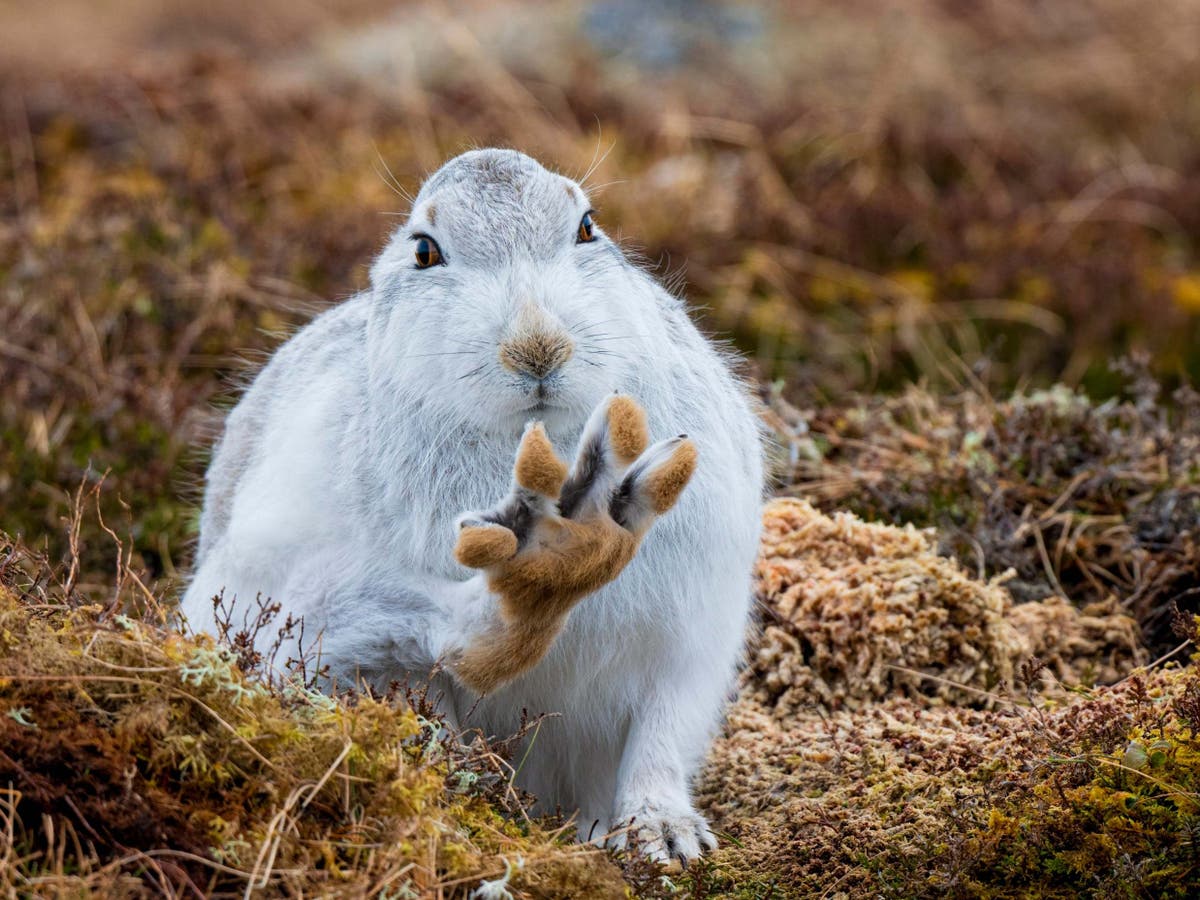 Mountain hares can now only be killed in Scotland with a licence | The ...
