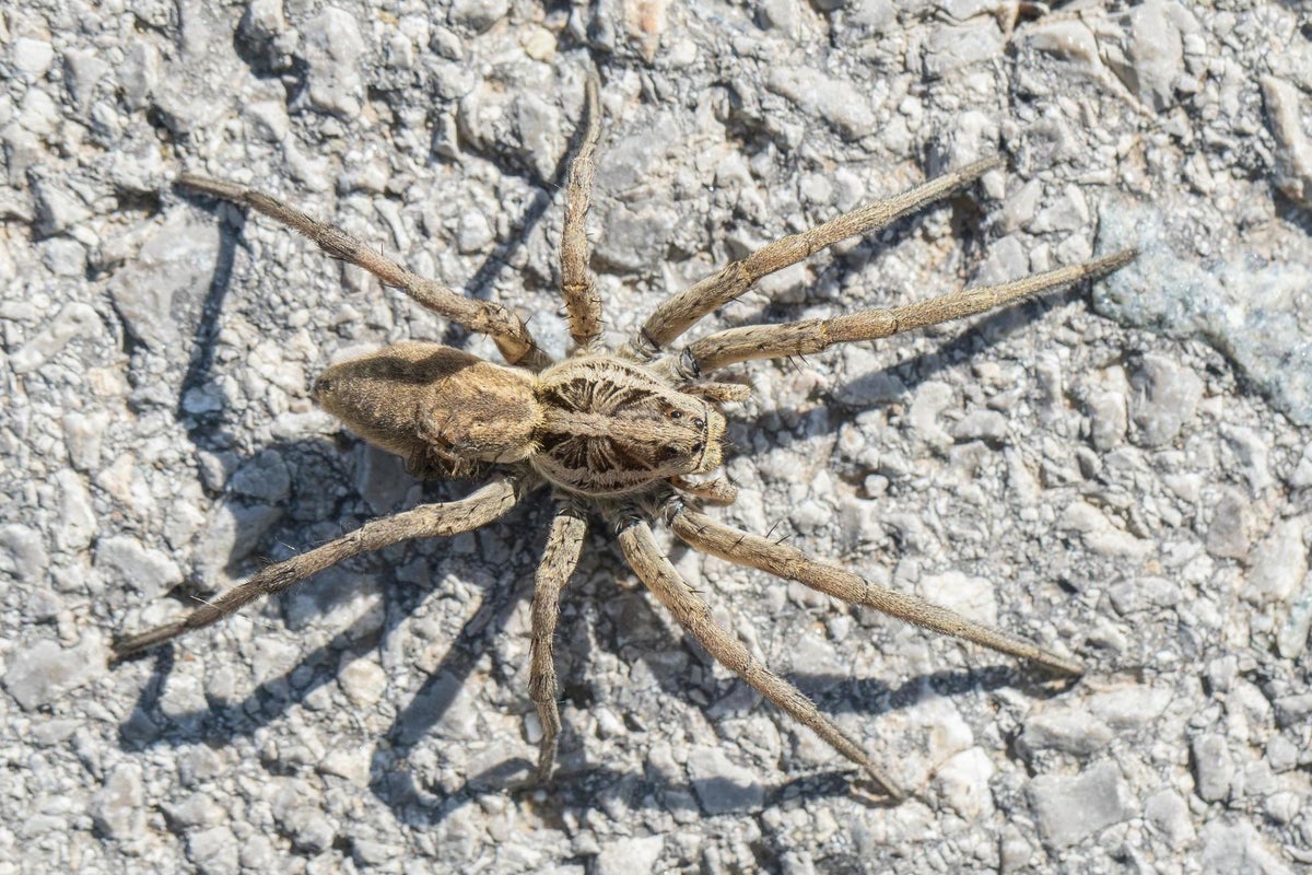 Climate crisis: Arctic warming is causing ‘spider baby boom ...