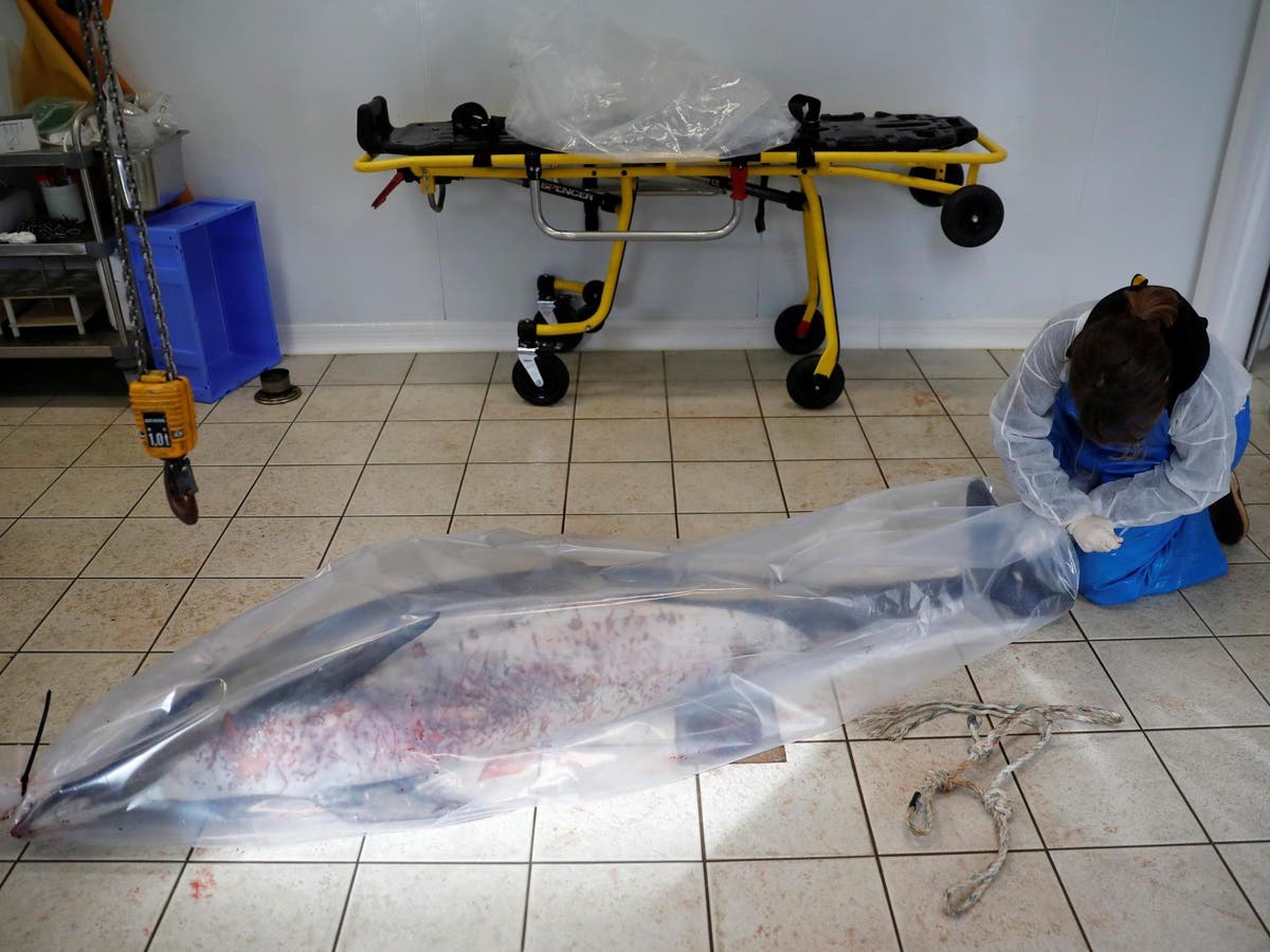 Hundreds of dead dolphins washing up on French coast after being ...