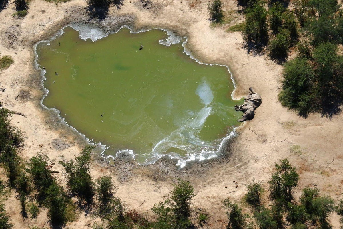 Hundreds of elephants mysteriously die in Botswana – and scientists can ...