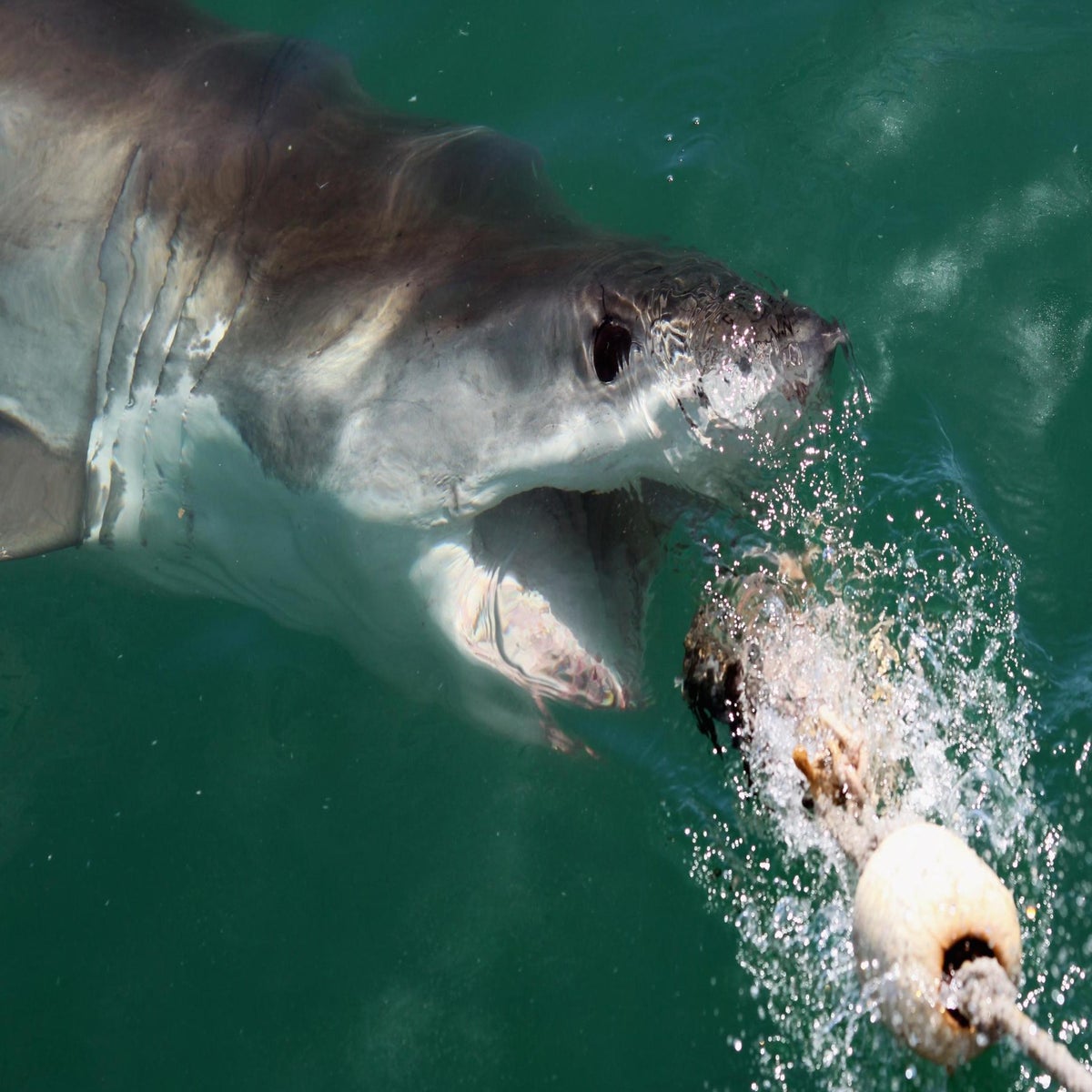 Great White Shark Attacks Boat