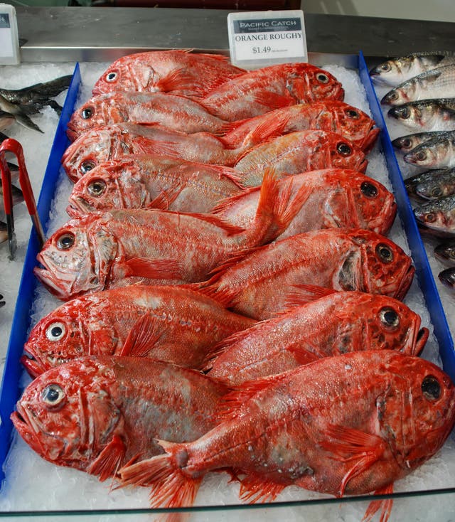 Biodiversity crisis: Common octopus and orange roughy among popular ...