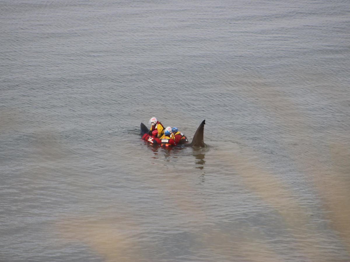 Beached shark dies despite public’s attempt to save it on English beach ...