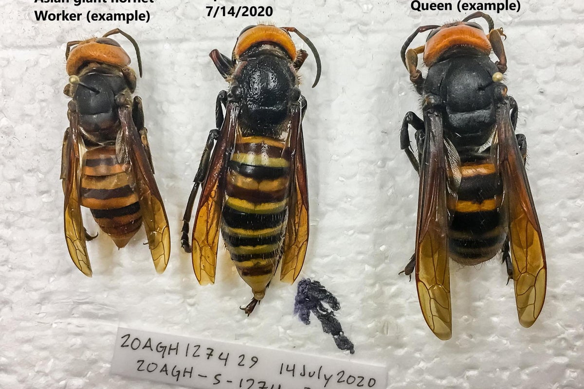 giant queen wasp uk