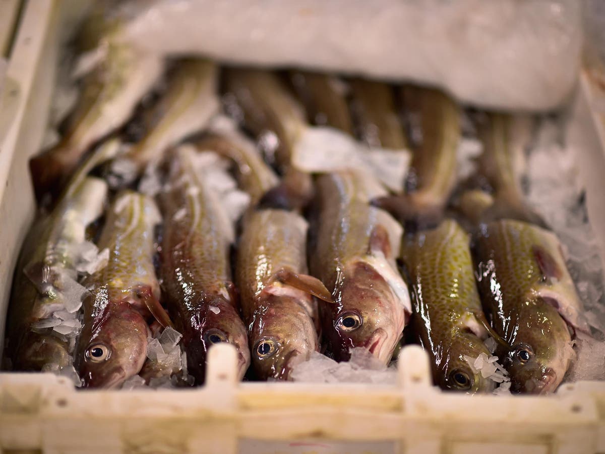 Climate crisis: Cod could disappear from British menus due to global ...