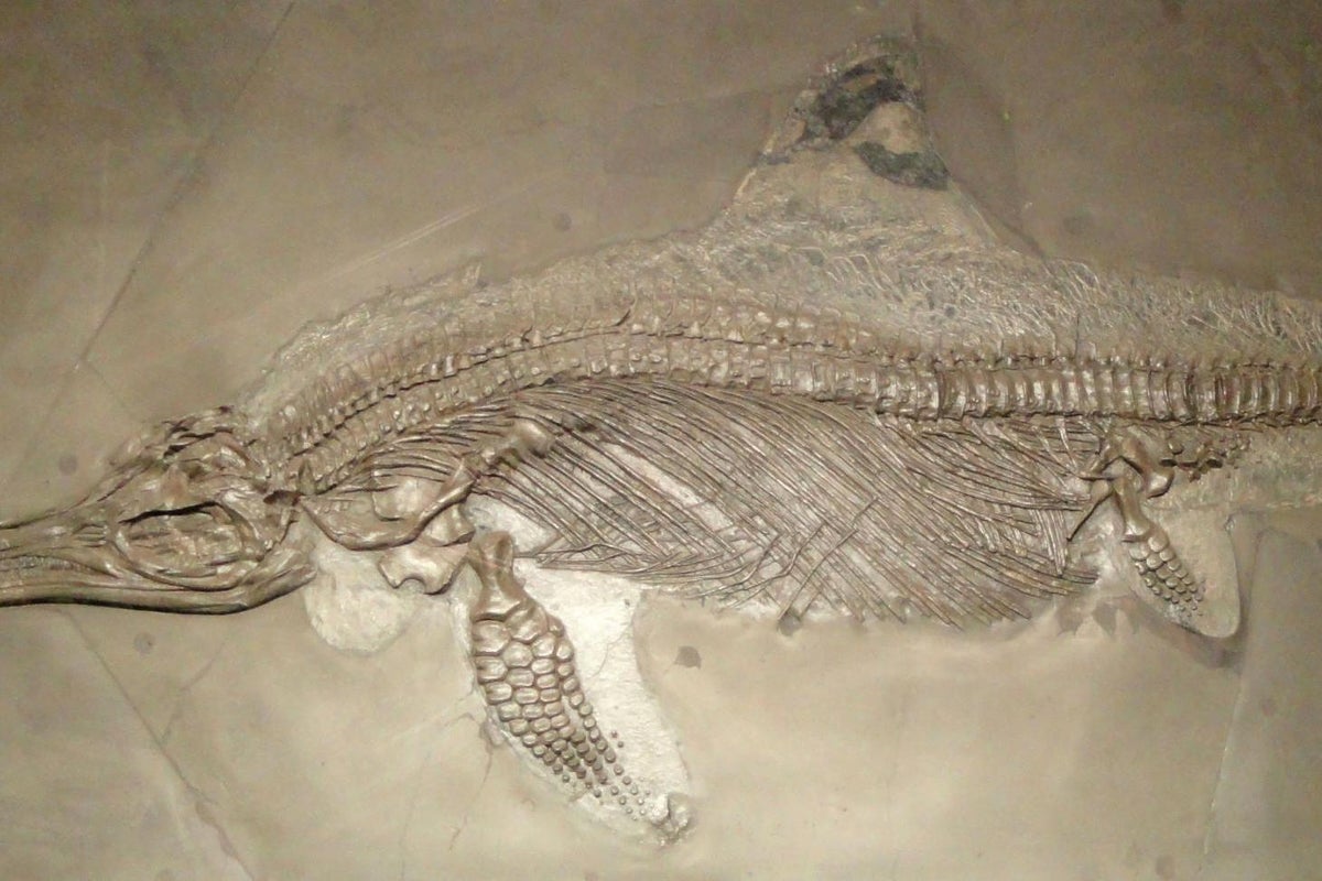 Science news in brief: From dolphin fingers to quartz parasols | The ...
