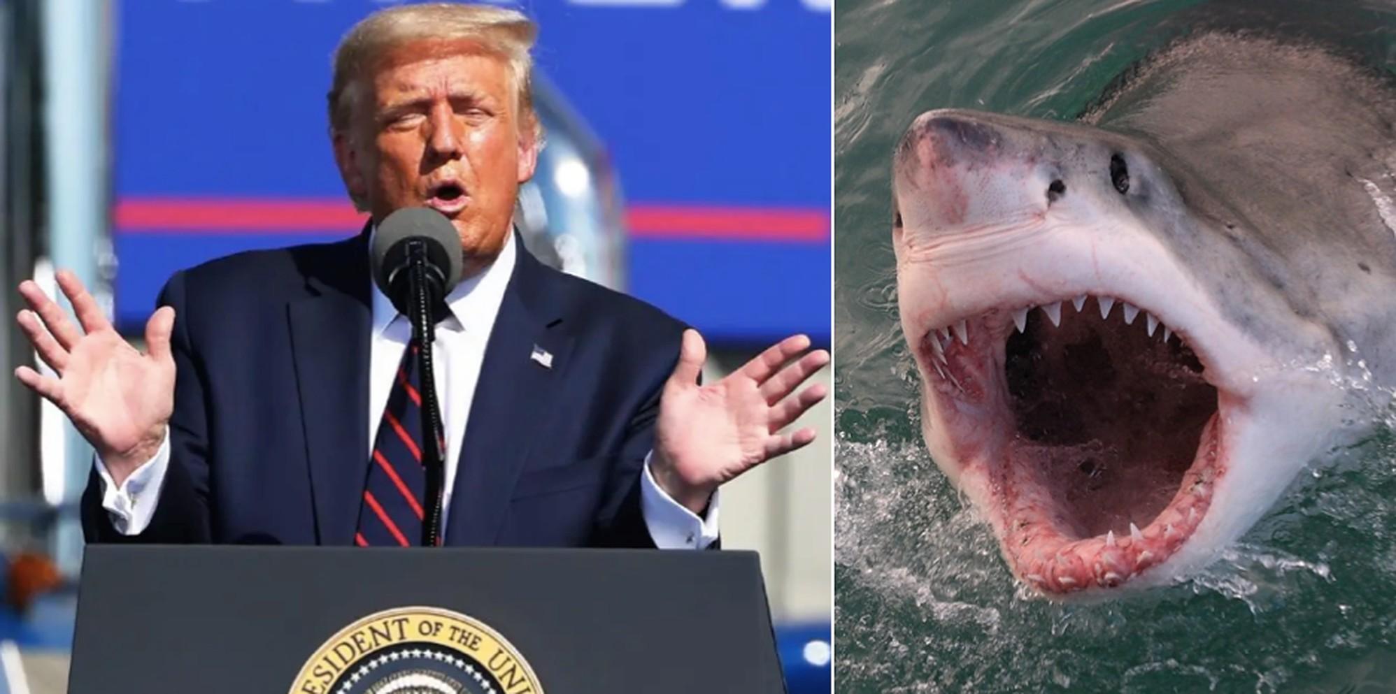 Trump goes on bizarre rant about sharks, seals and mosquitos in the ...