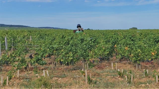 French winemakers see earliest harvest since 1556, as climate change ...