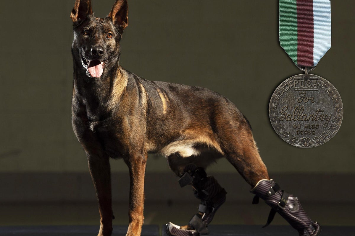 Kuno: Military dog to receive UK’s highest honour for animals after he ...