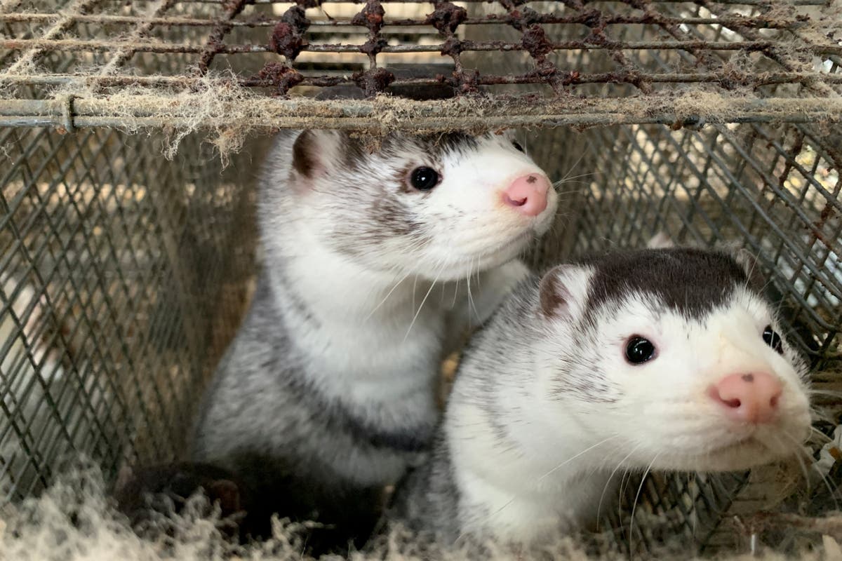 Farming carnivores like mink can create breeding ground for zoonotic ...