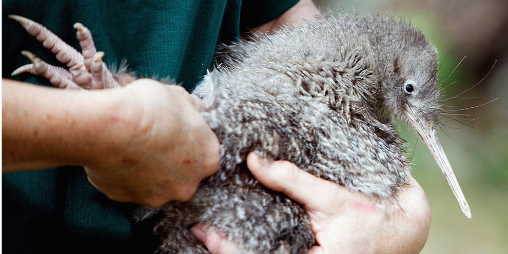 New Zealand's 'Bird of the Year' competition hit with voter fraud ...
